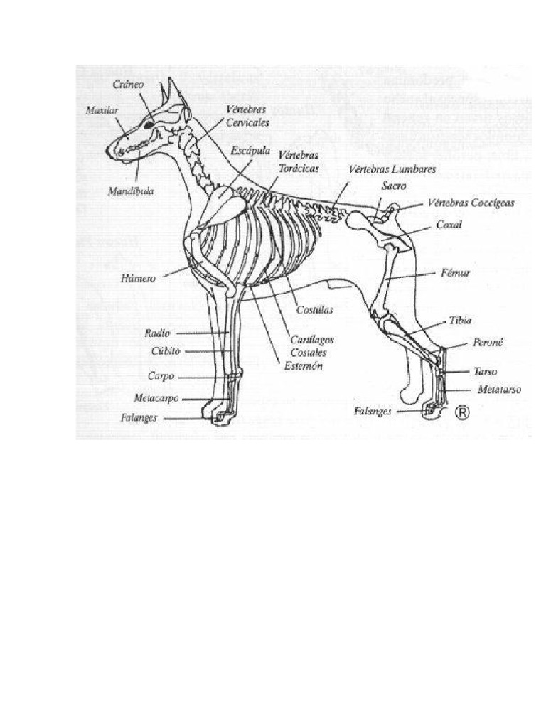 Partes Del Cuerpo Perro | PDF