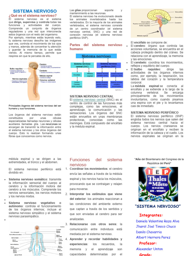 Triptico SISTEMA NERVIOSO | PDF | Sistema nervioso | Nervio