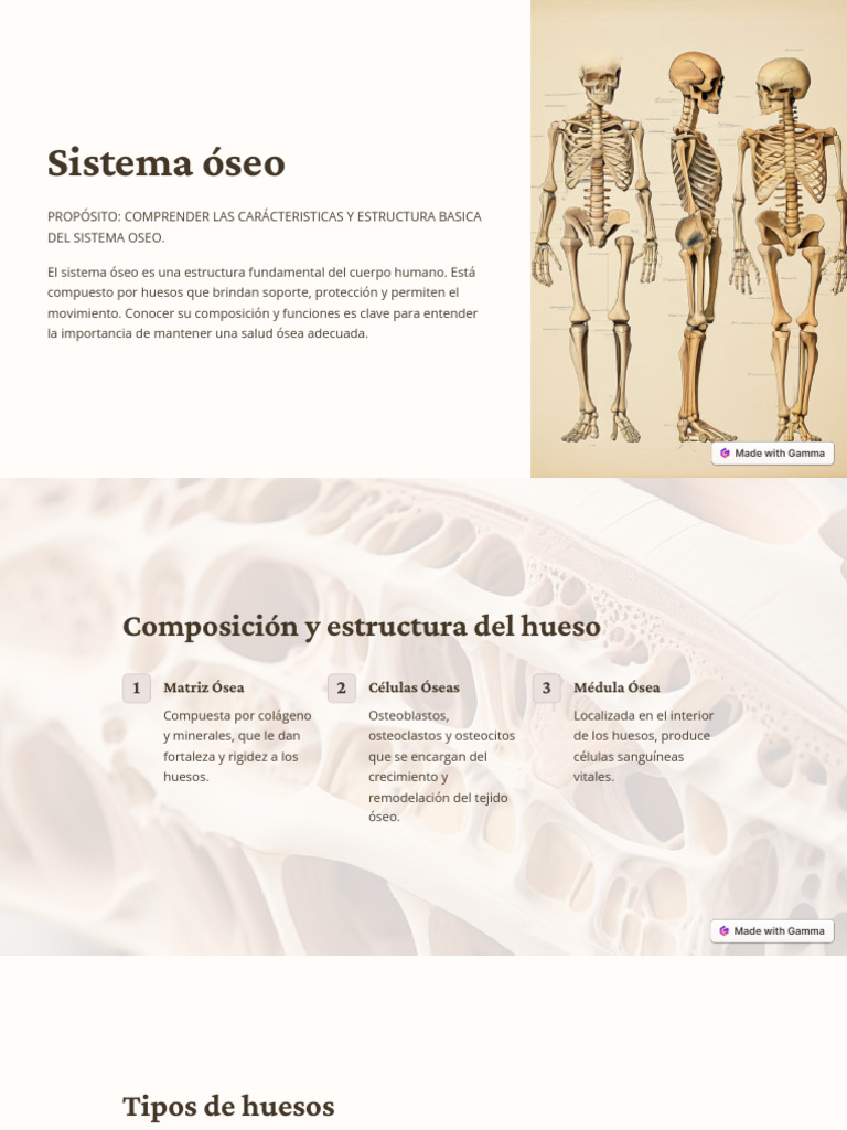 Estructura y Funciones del Sistema Óseo | PDF | Hueso | Esqueleto