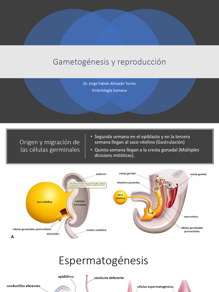 GAMETOGENESIS | PDF | Hormona luteinizante | Ciclo menstrual