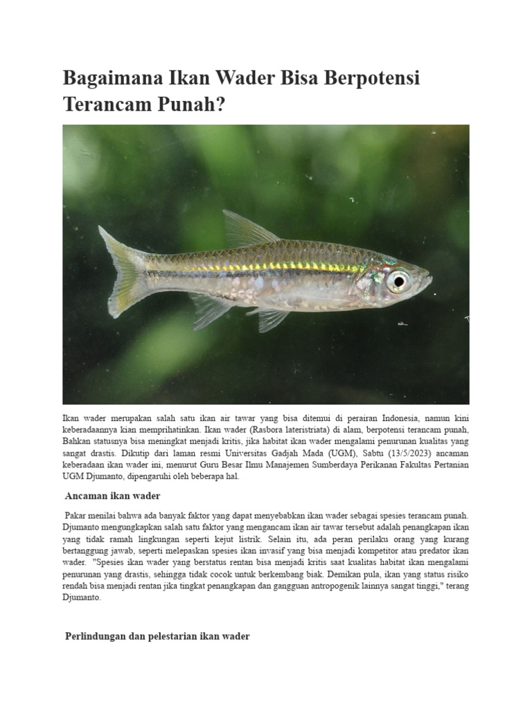 Bagaimana Ikan Wader Bisa Berpotensi Terancam Punah | PDF