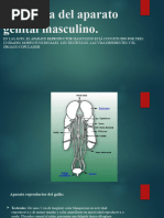 Fisiologia Del Gallo | PDF | Testículo | Pene