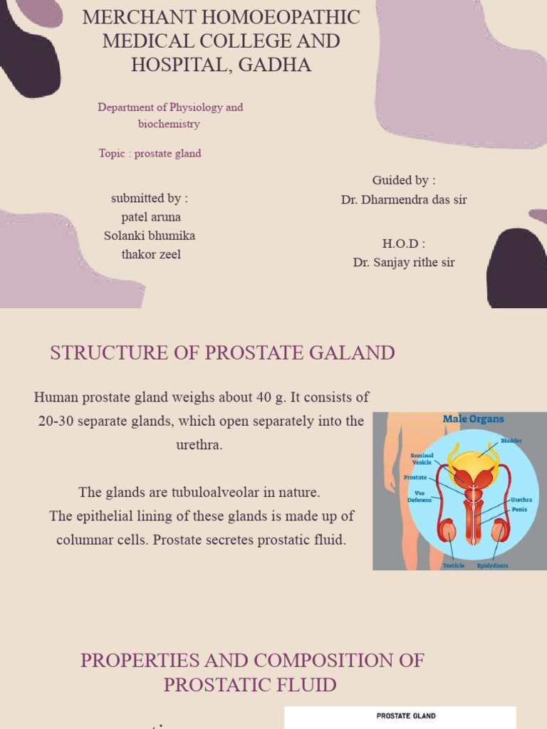Prostate Gland Physiology | Download Free PDF | Prostate | Urology
