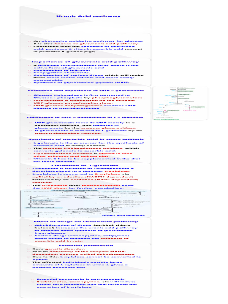 Uronic Acid Pathway | PDF