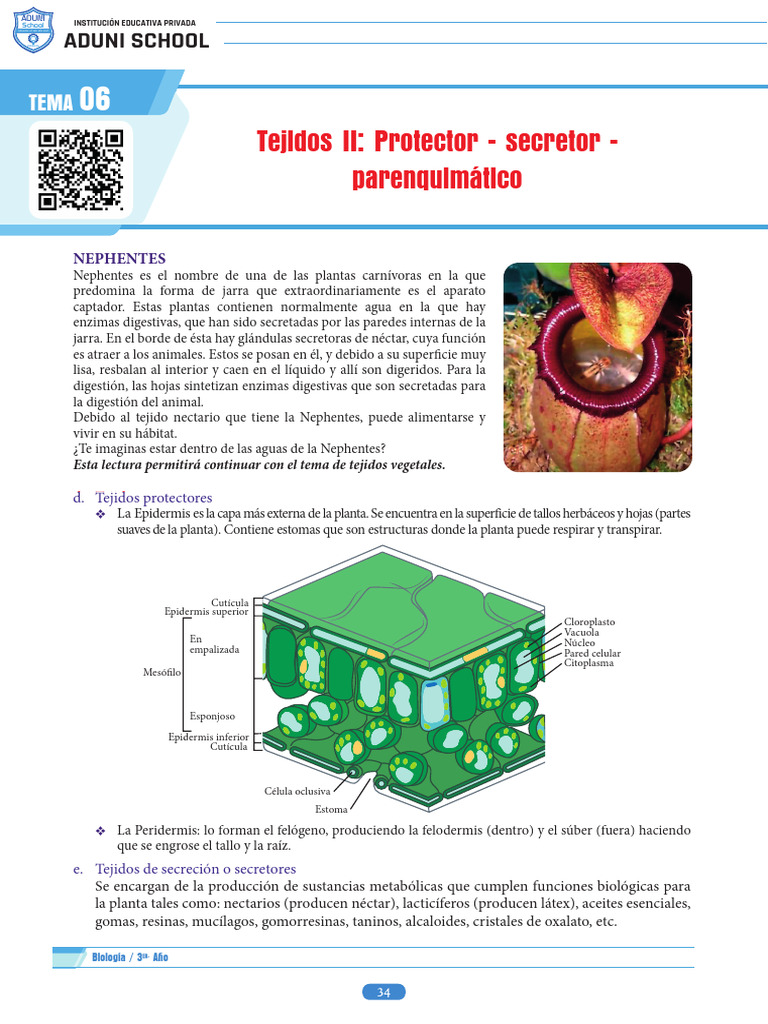 Tejidos II Protector | PDF | Plantas | Ramas de la botánica