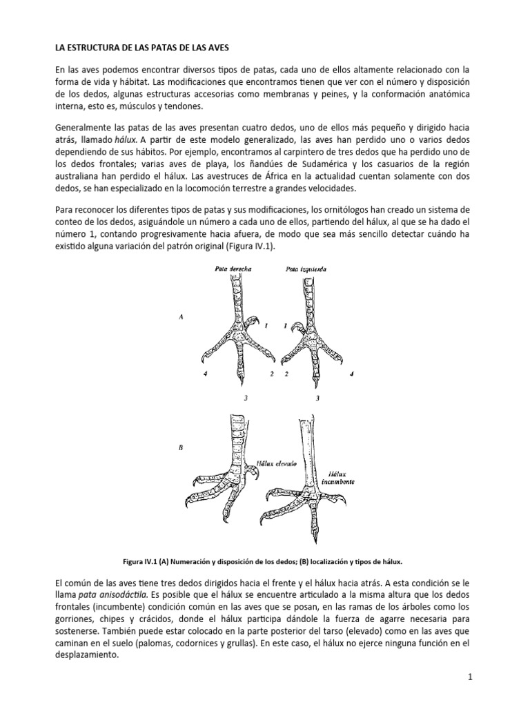 patas de aves 2024 | Descargar gratis PDF | Aves | Depredación
