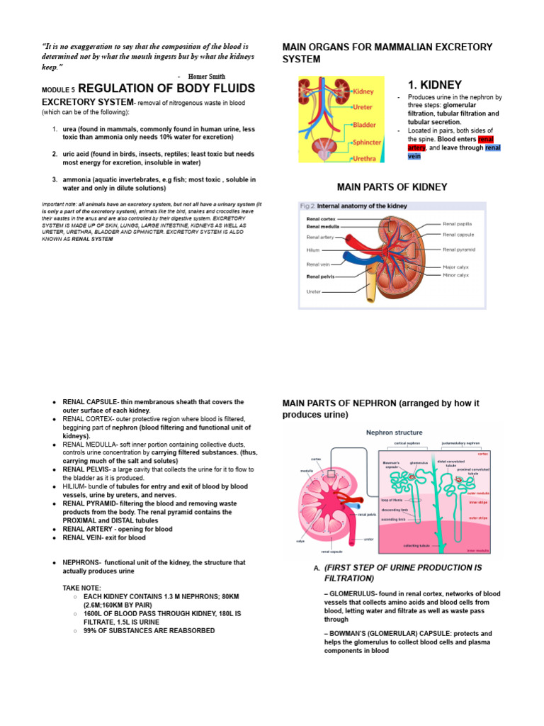 Excretory System | PDF | Kidney | Urinary System