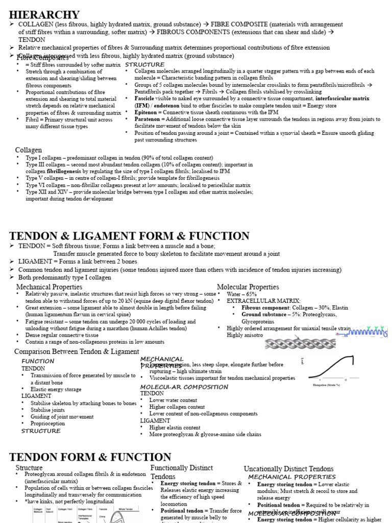 Tendon & Ligament | PDF | Tendon | Extracellular Matrix