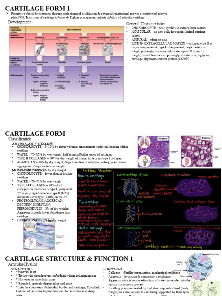 Cartilage | Download Free PDF | Cartilage | Bone
