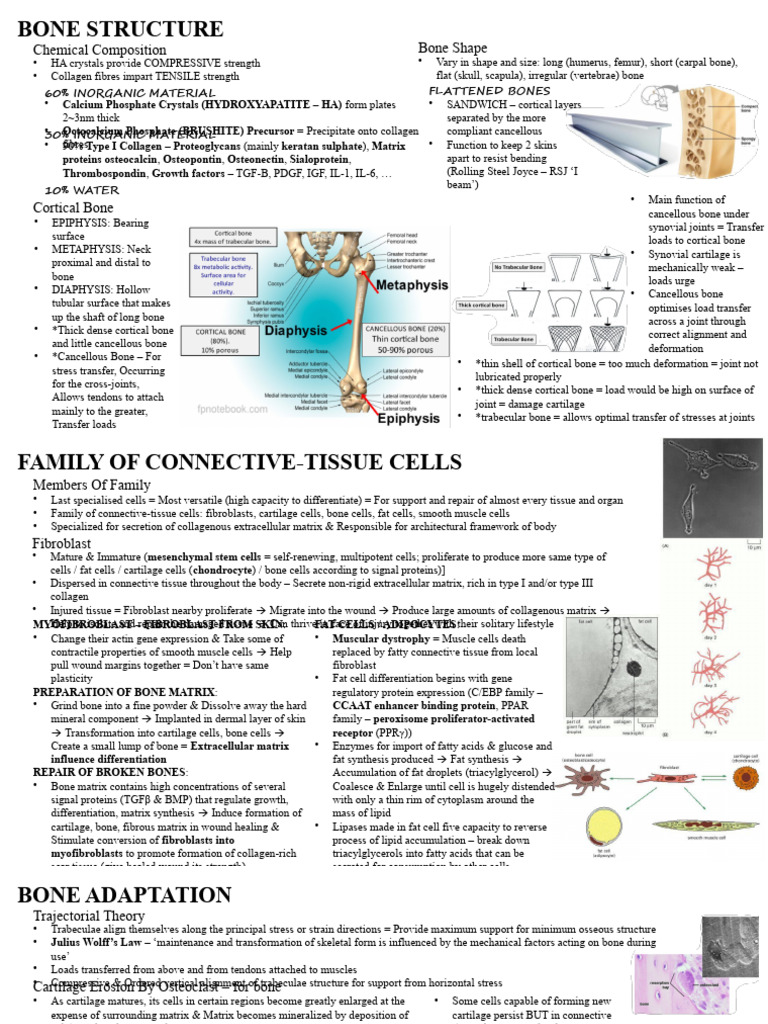 Bone | PDF | Bone | Osteoblast