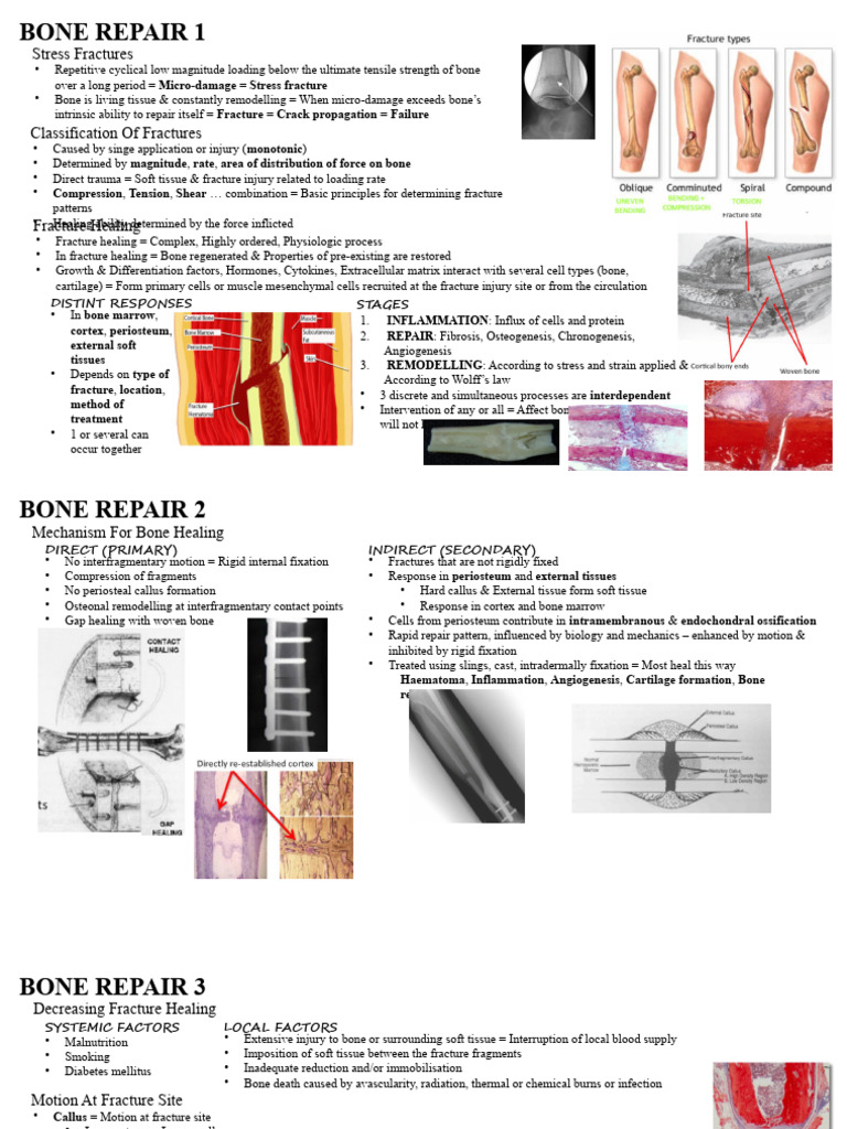 Cell & Tissue Engineering Strategies - Development & Replacement of ...