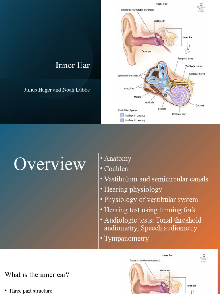 Topic 3 - Inner Ear | PDF | Ear | Hearing