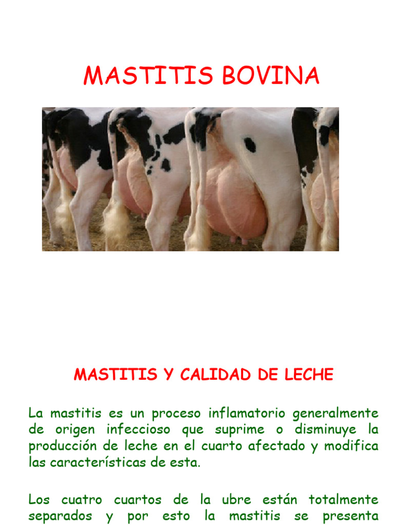 Presentacion Mastitis | PDF | Leche | Medicina