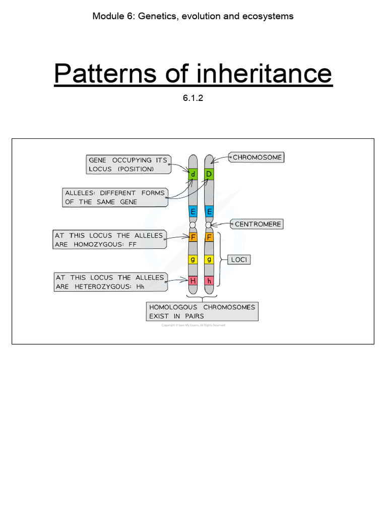 Patterns of Inheritance 6.1.2 | PDF | Allele | Dominance (Genetics)