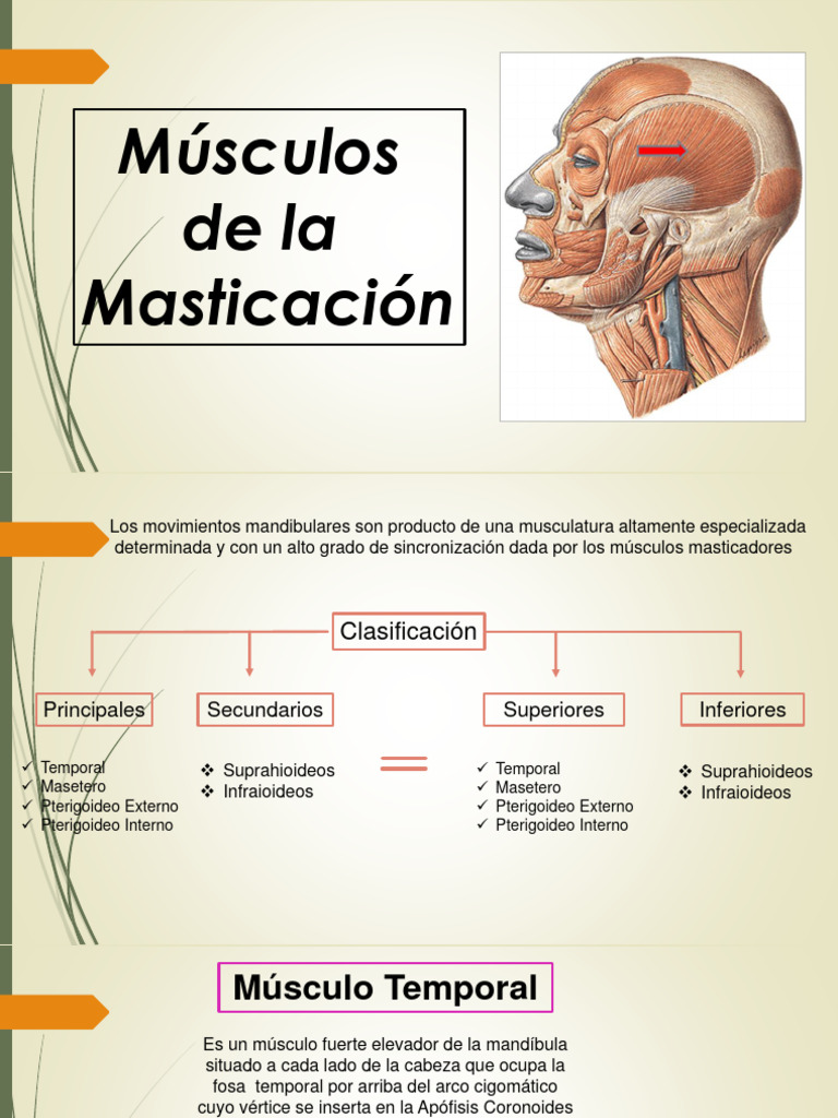 Músculos Masticadores | PDF | Anatomía humana | Cabeza y cuello humanos