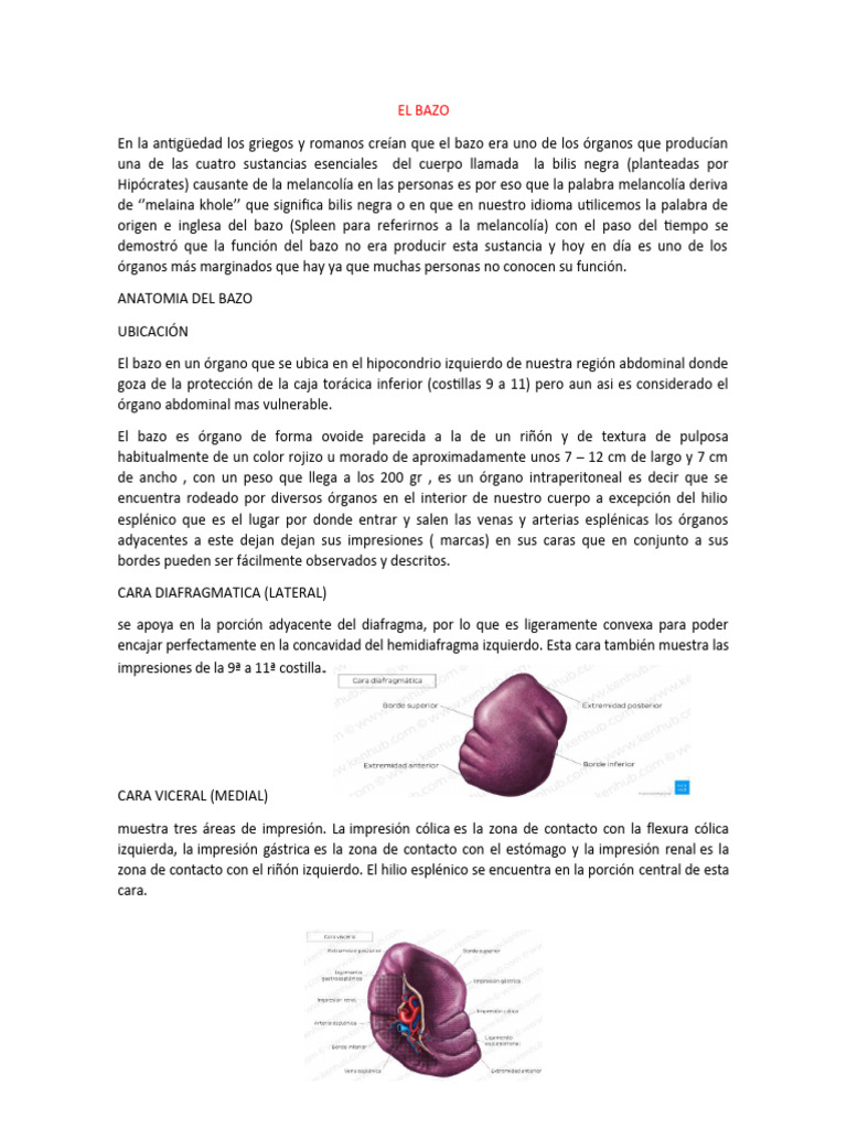 El Bazo | PDF | Bazo | Estómago
