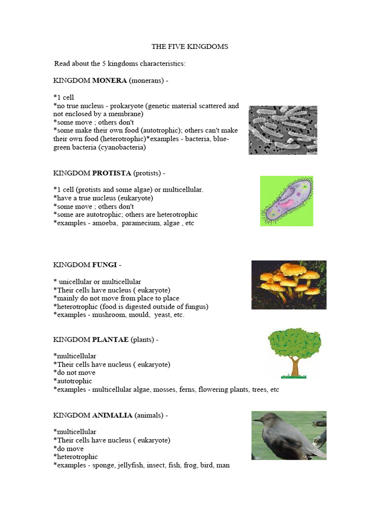 The Five Kingdoms | PDF