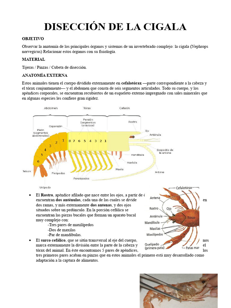 Anatomía y Disección de la Cigala | PDF | Estómago | Abdomen