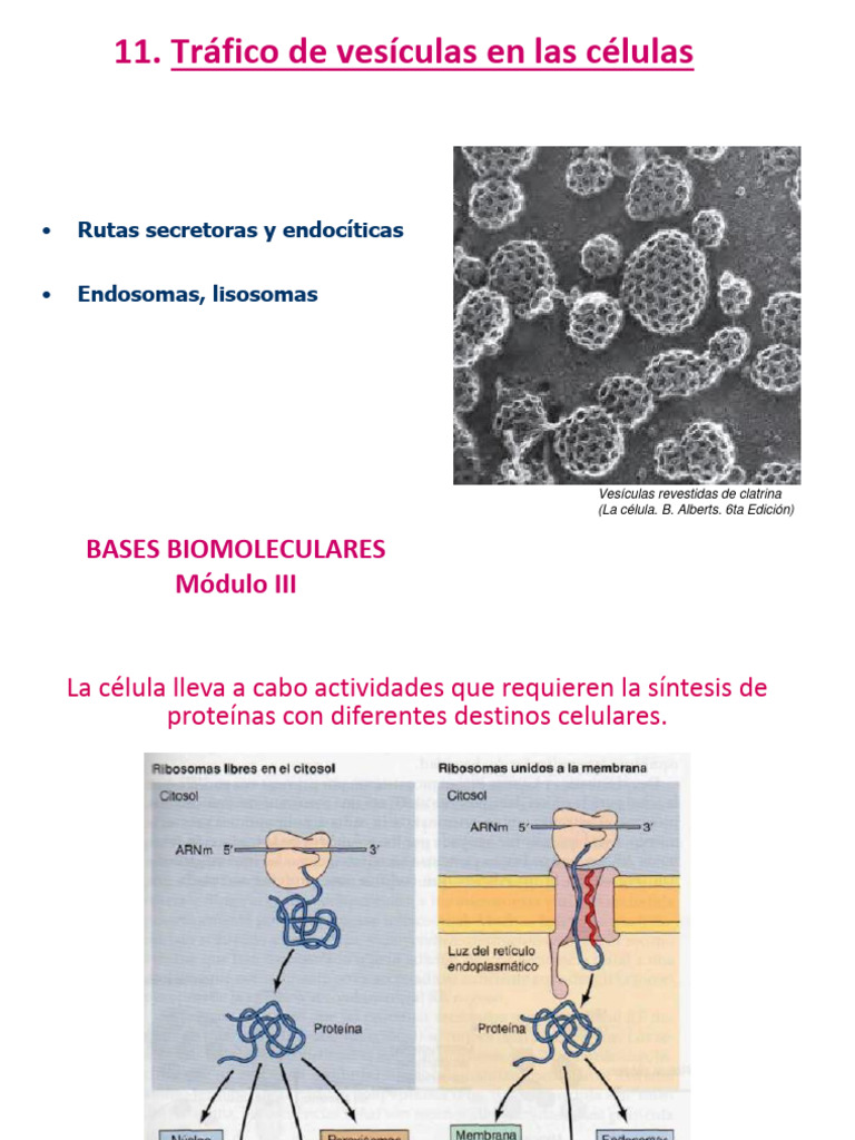 Clase 21b. Tráfico Vesicular_rutas Secretoras y Endocíticas | PDF ...