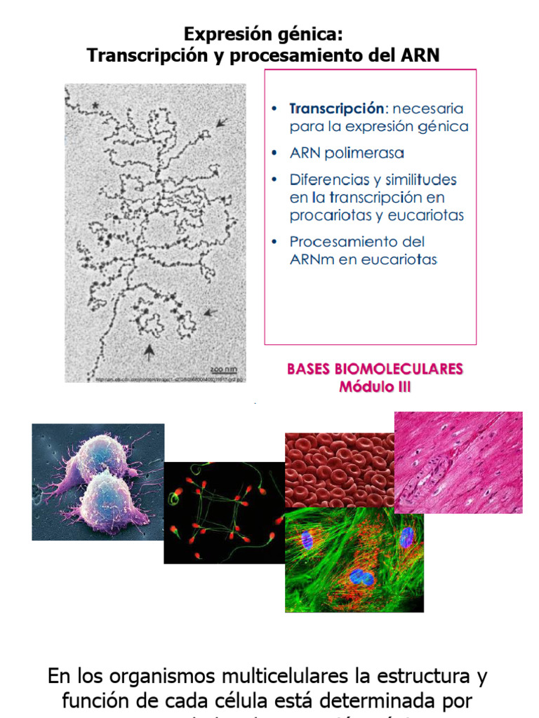 Clase 19 - Transcripción y Procesamiento Del ARN | PDF | Rna | Rna Splicing