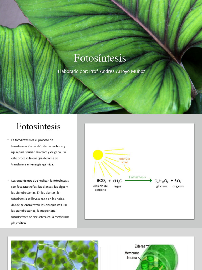 Fotosíntesis y Respiración Celular | PDF | Fotosíntesis | Respiración ...