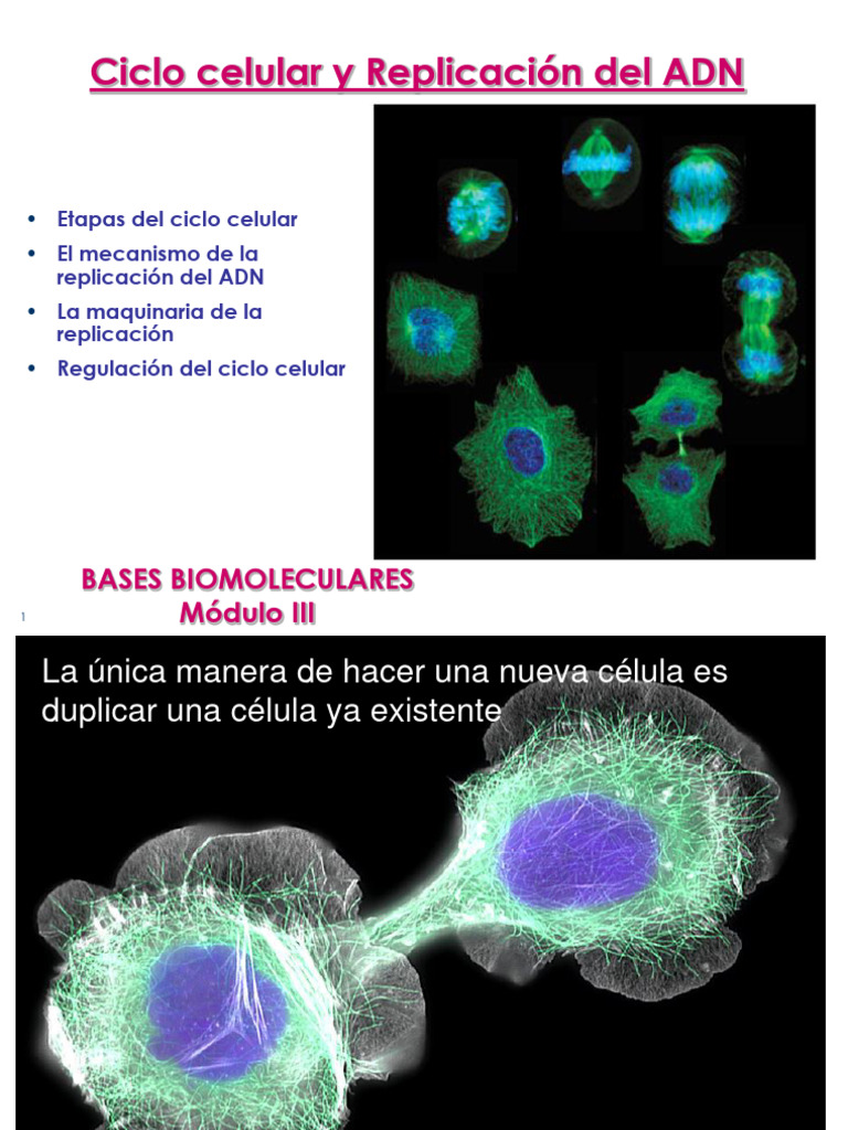 Clase 14 - Replicación Del ADN y Ciclo Celular | PDF | Replicación De Adn | Adn