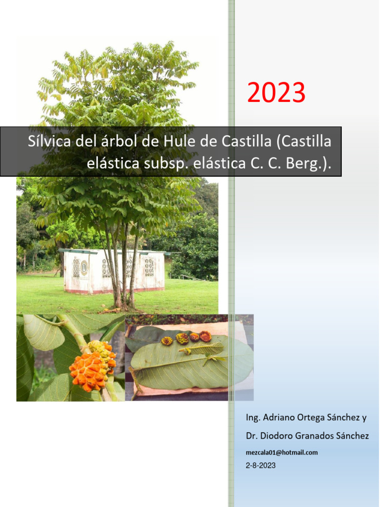 042 Silvica Del Árbol de Hule de Castilla | PDF | Semilla | Germinación