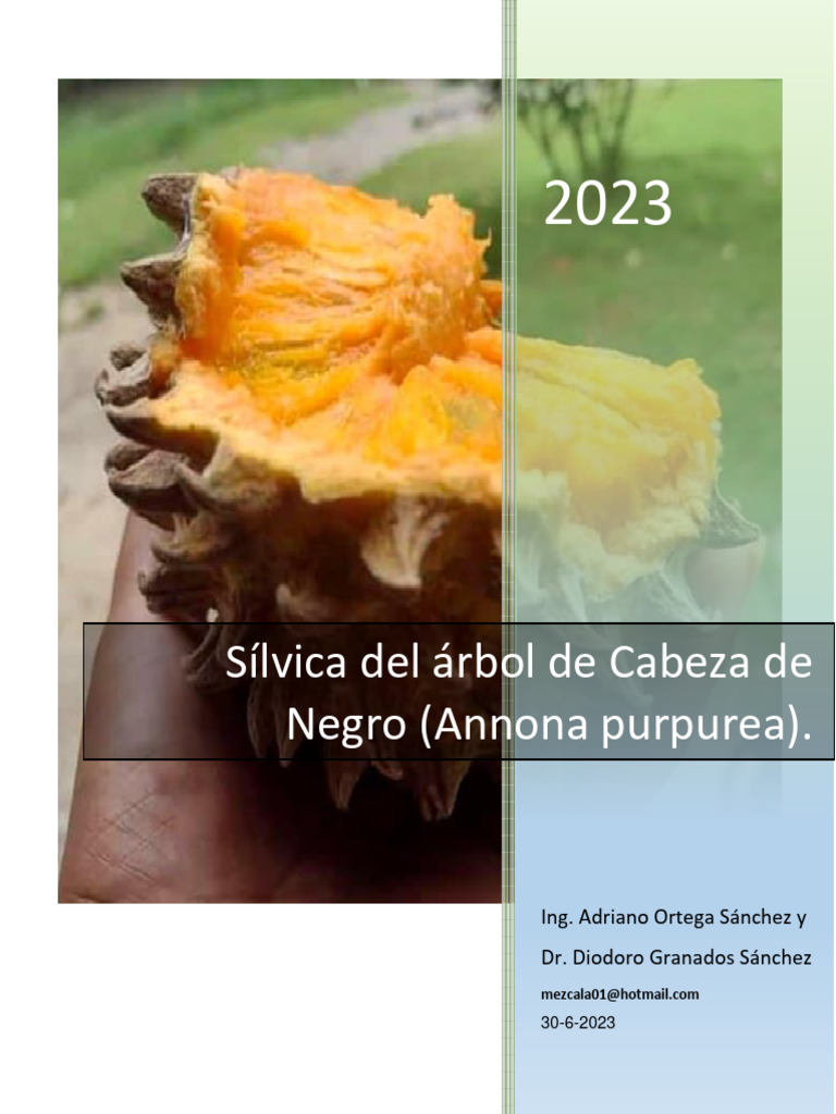 063 Silvica del árbol de Cabeza de Negro (Annona purpurea ). | PDF ...