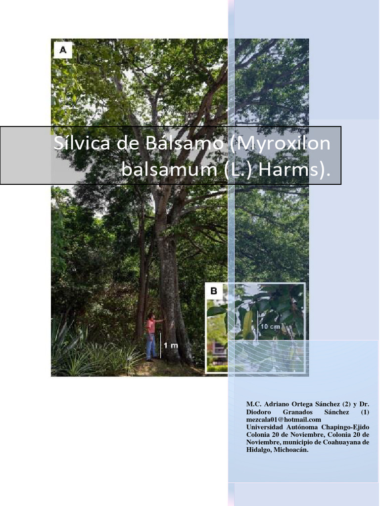 022 Sílvica de Balsamo | PDF | Flores | Semilla