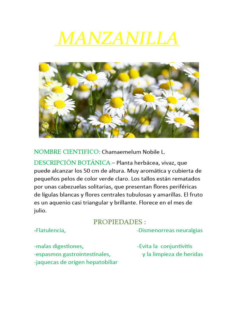 Plantas Medicinales .Ana | PDF | Mentha | Tallo de la planta