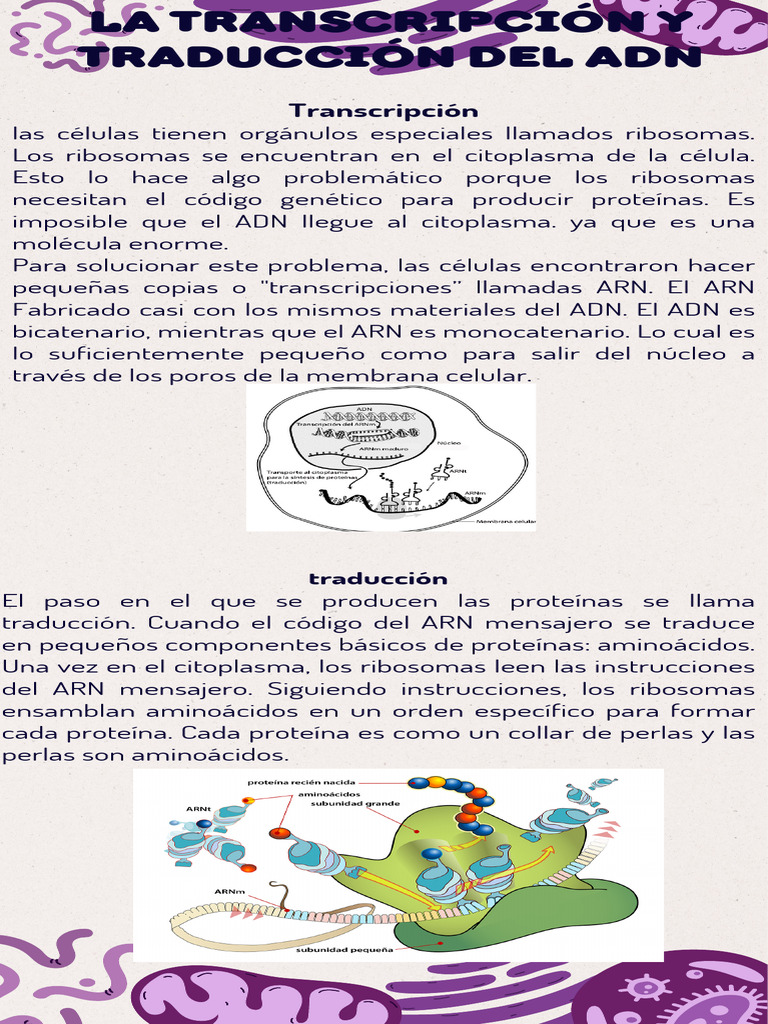 Infografia Transcripcion y Traduccion Del ADN | PDF