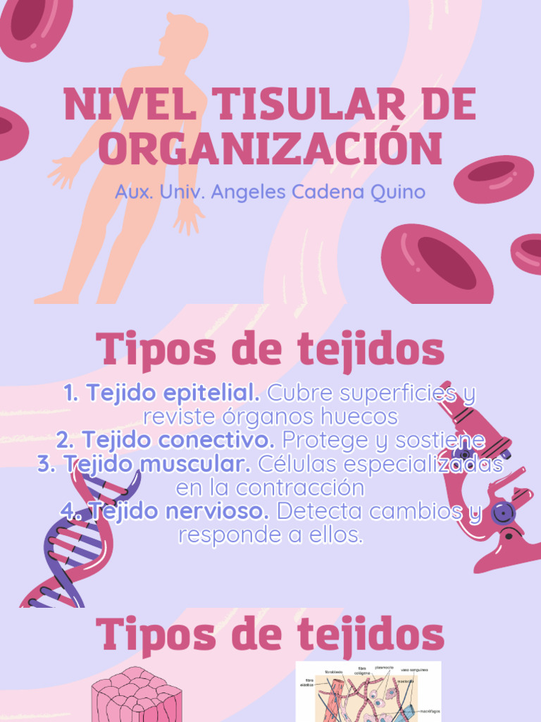 Nivel Tisular De Organización Pdf Epitelio Tejido Conectivo