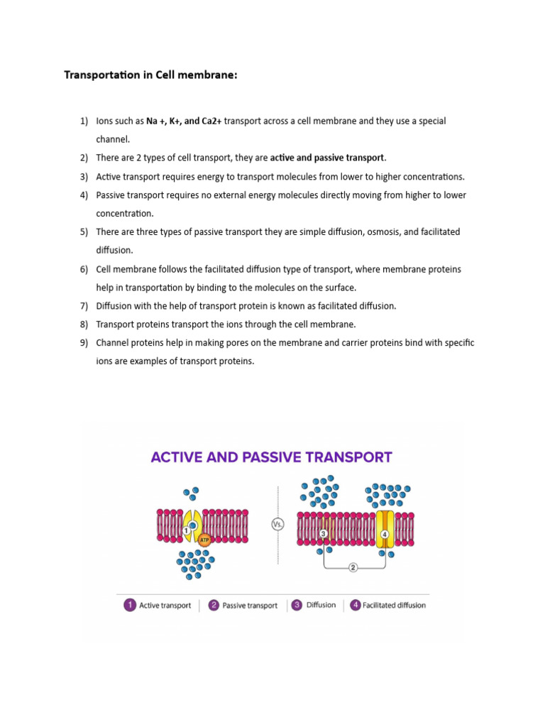 Transportation in Cell Membrane | PDF | Membrane Potential | Action Potential