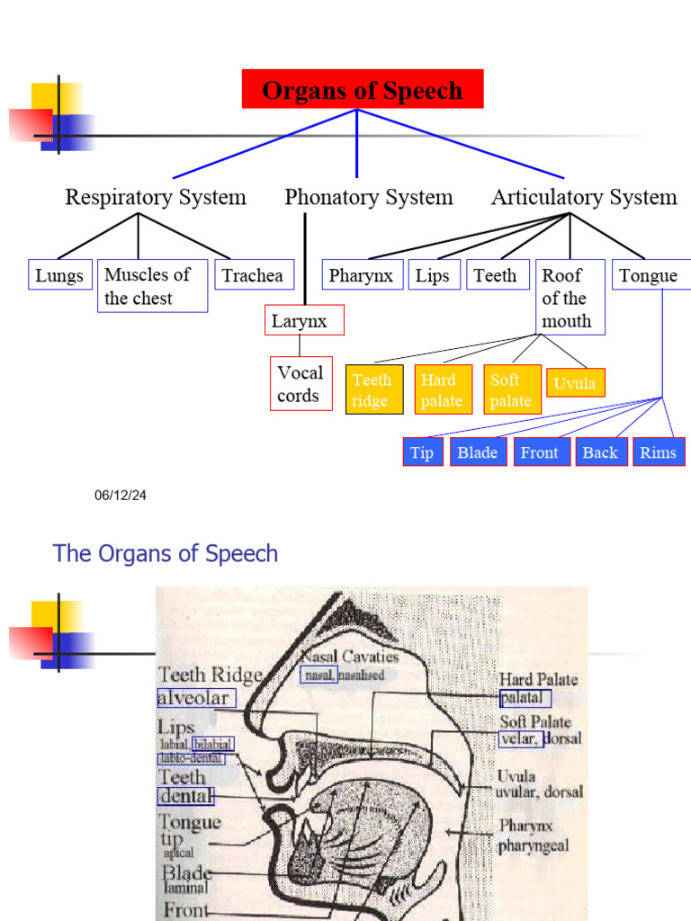 Phonetics 3 | PDF | Human Throat | Human Voice