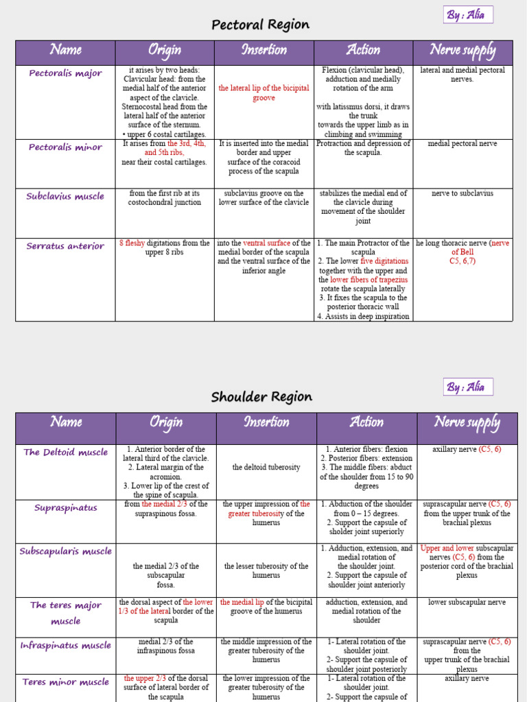 Upper Limb Muscles' Summary | Download Free PDF | Thumb | Anatomical ...