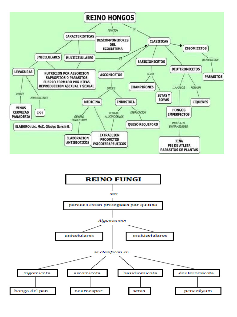 Mapa Conceptual de Reino Fungi (1) | PDF