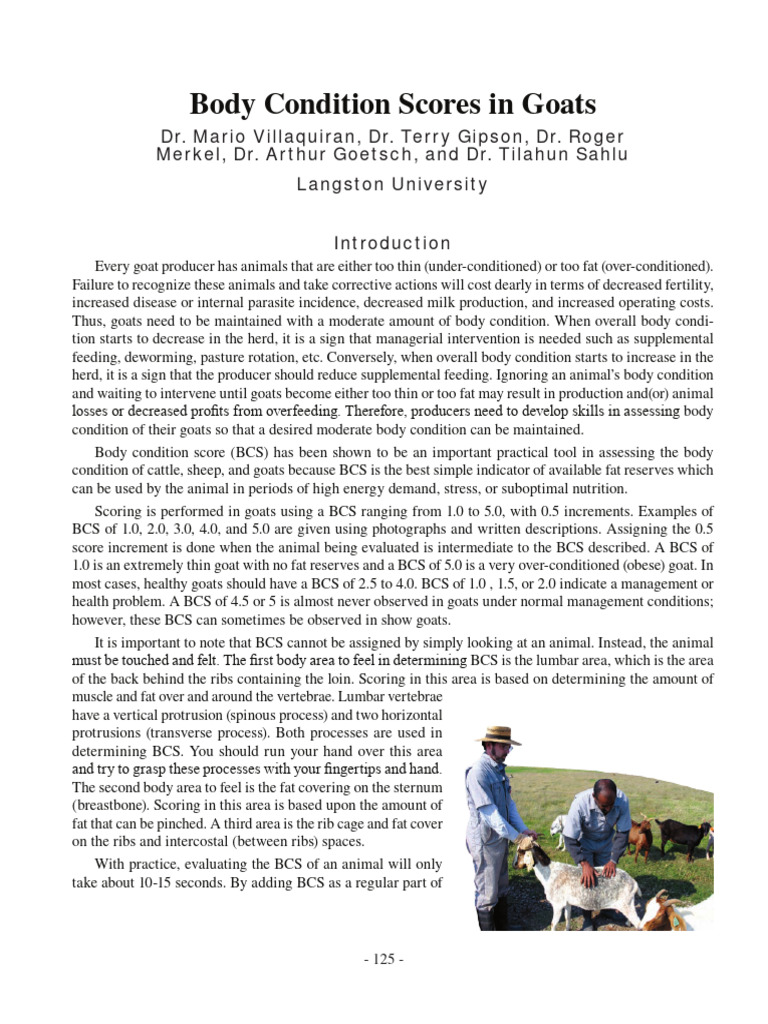 Goat Body Condition Score Guide | PDF | Vertebra | Vertebral Column
