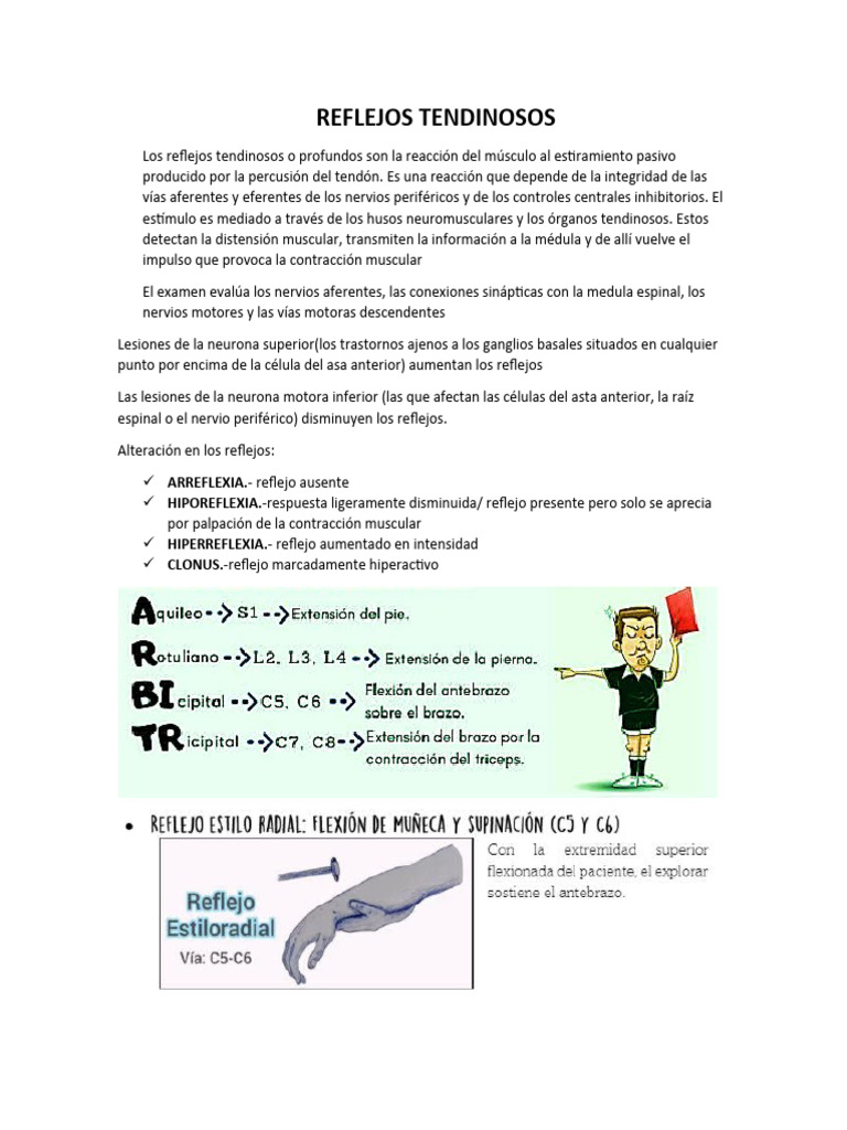 Reflejos Tendinosos: Evaluación y Alteraciones | PDF