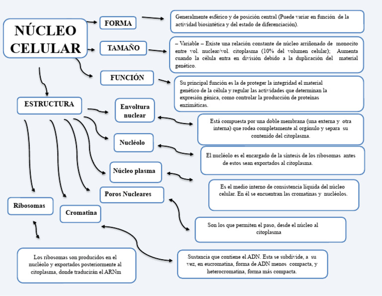 Mapa Conceptual Del Nucleo Celular 2 | PDF | Nucleo celular | Citoplasma
