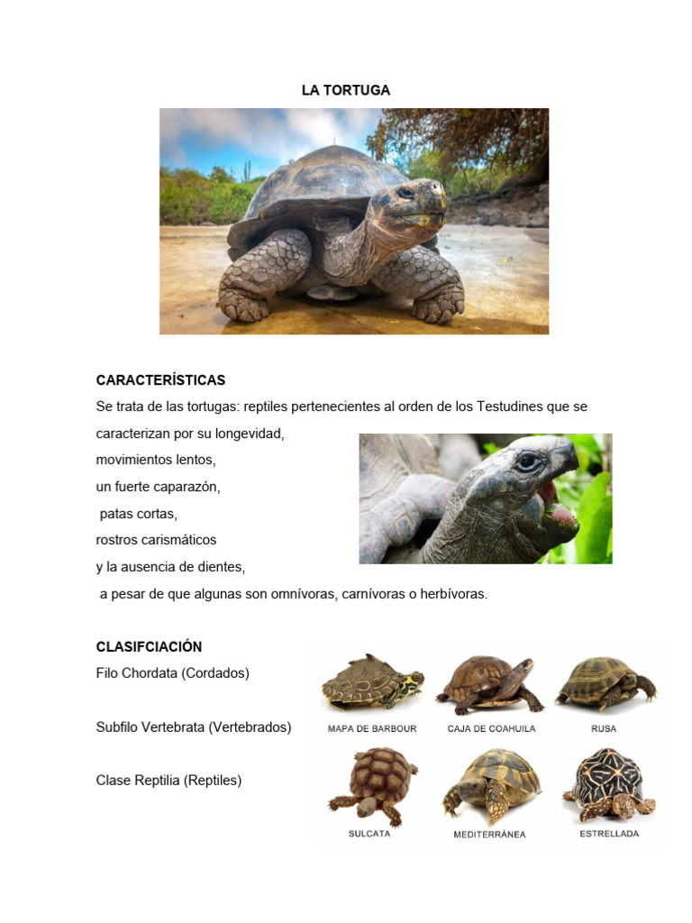Características y Reproducción de Tortugas | PDF | Tortuga | Tortuga marina