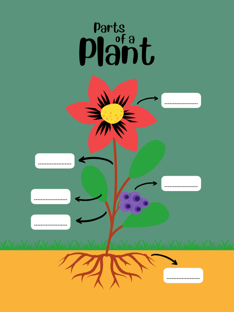 Plant Observation and Parts Chart | PDF | Plants | Cellular Respiration