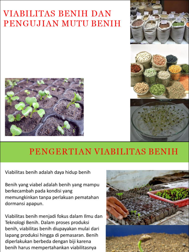 Viabilitas Benih Dan Pengujian Mutu Benih | PDF