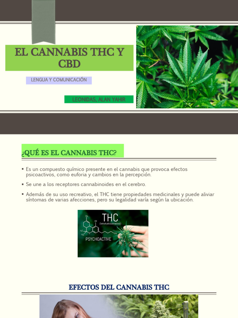 Cannabis Presentacion Leonidas, Alan Yahir | PDF | Cannabis (Droga ...