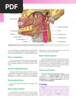 Anatomía y Fisiología de La Rinofaringe, Orofaringe e Hipofaringe | PDF ...