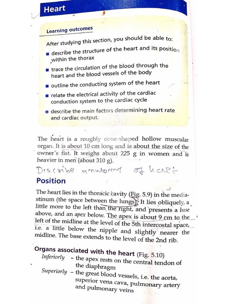 Cardiovascular System | PDF