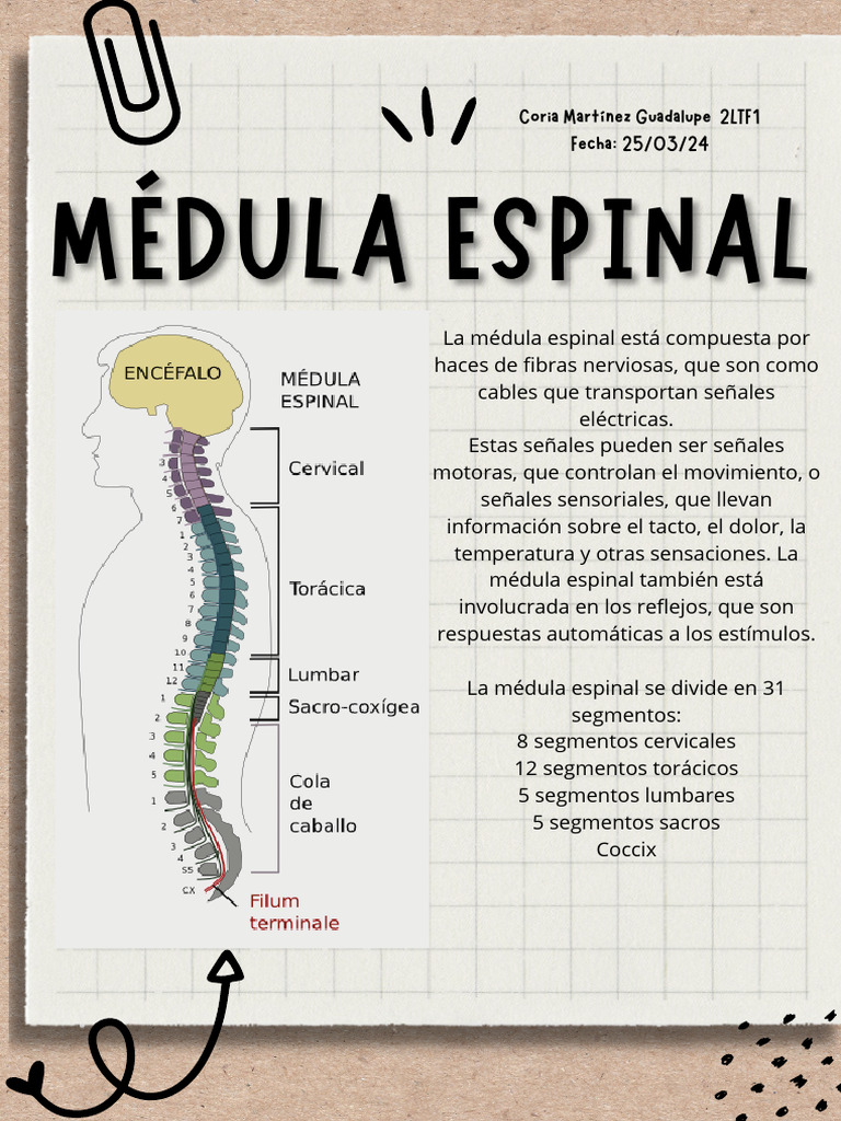 Estructura y Función de la Médula Espinal | PDF