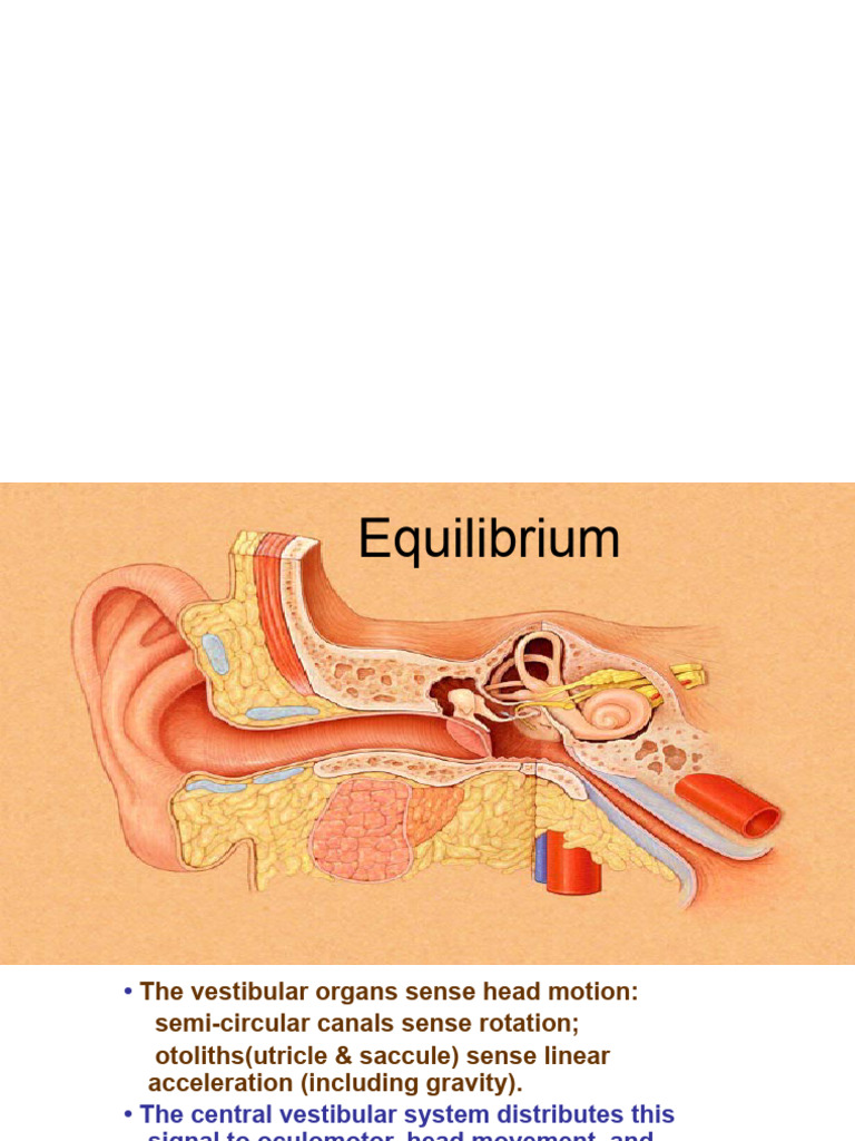 Vestibular System and Equilibrium Mechanisms | PDF | Vestibular System ...