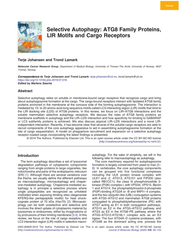 Selective Autophagy - ATG8 Family Proteins, LIR Motifs and Cargo ...