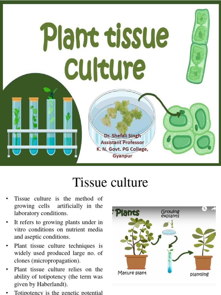 Plant Tissue Culture-Introduction | PDF | Biotechnology | Botany