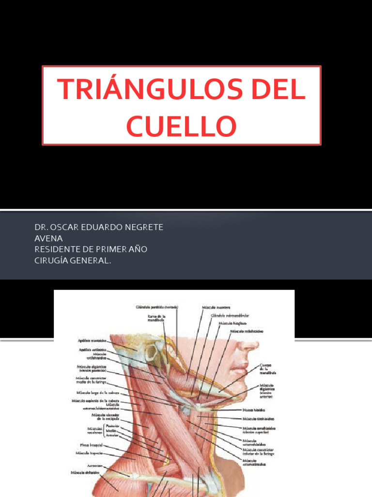 Triangulos Del Cuello | Descargar gratis PDF | Sistema musculoesquelético | Cabeza y cuello humanos